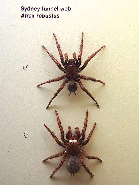 Sydney funnel-web spider (Atrax robustus) | Spidapedia Wiki | Fandom