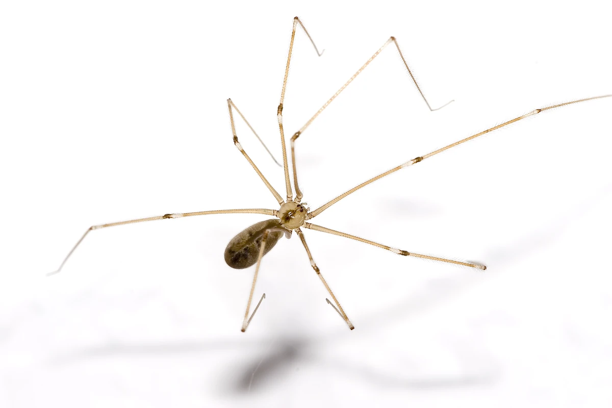 Cellar Spider (Pholcidae) | Spidapedia Wiki | Fandom