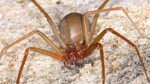 Brown Recluse | Spider Wiki | Fandom