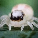 Patu Digua | Spider Wiki | Fandom