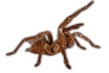 Goliath Birdeater | Spider Wiki | Fandom