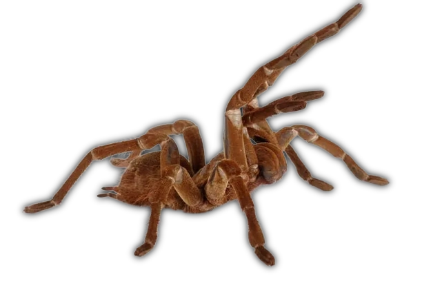 Goliath Birdeater | Spider Wiki | Fandom