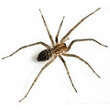 Common House Spider | Spider Wiki | Fandom