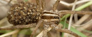 Wolf Spider | Spider Wiki | Fandom