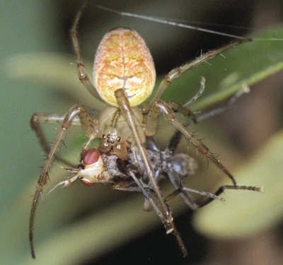 The Anatomy Of A Spider | Spiderpedia Wiki | Fandom