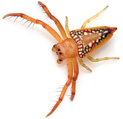 Spiderpedia Wiki | Fandom