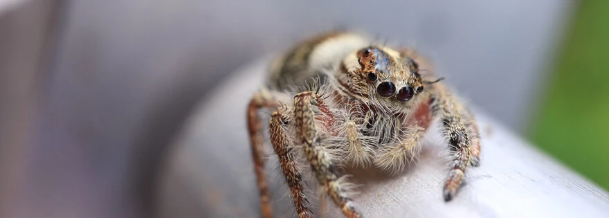 How Long Do Spiders Live – Exploring the Spider Life Cycle ...
