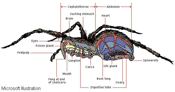 Spider Anatomy Diagram
