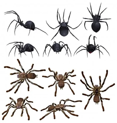Spider Types and Identification Guide | Spiderpedia Wiki | Fandom