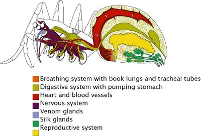 Australian Museum Spider Structure | Spiderpedia Wiki | Fandom