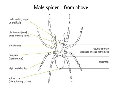 Australian Museum Spider Structure | Spiderpedia Wiki | Fandom