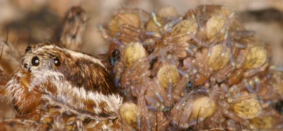 The Anatomy Of A Spider | Spiderpedia Wiki | Fandom