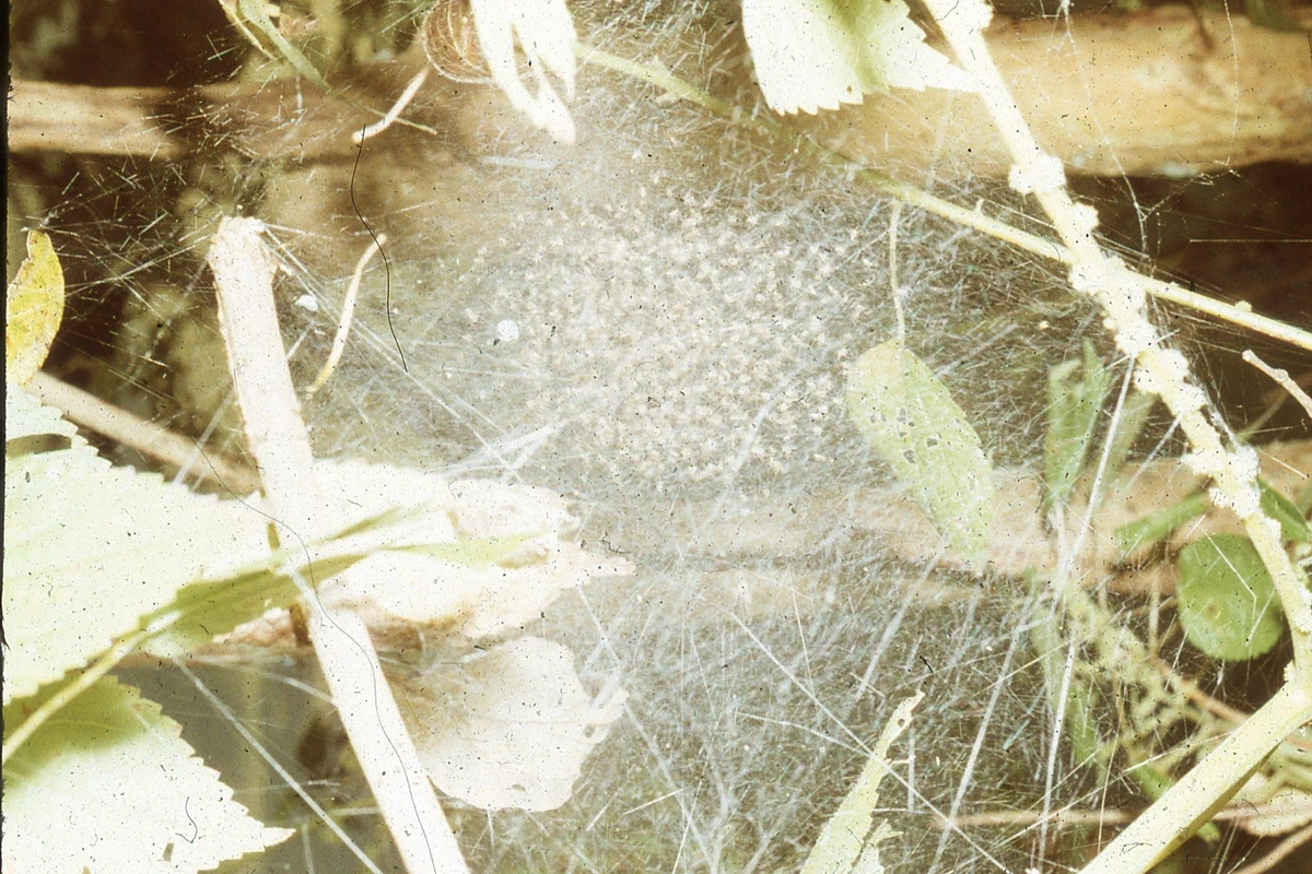 Nephila life cycle | Spiderpedia Wiki | Fandom