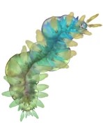 Sprite | Spiderwick Chronicles Wiki | Fandom