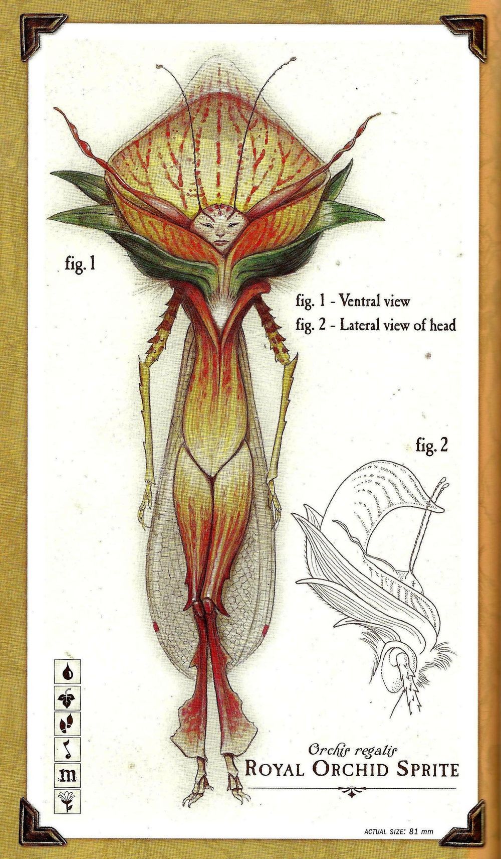 International Sprite League | Spiderwick Chronicles Wiki | Fandom