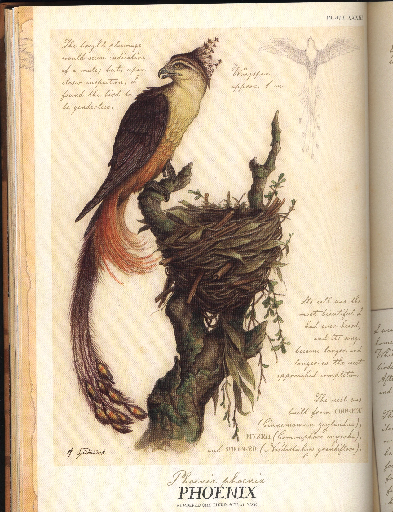 Manticore Spiderwick