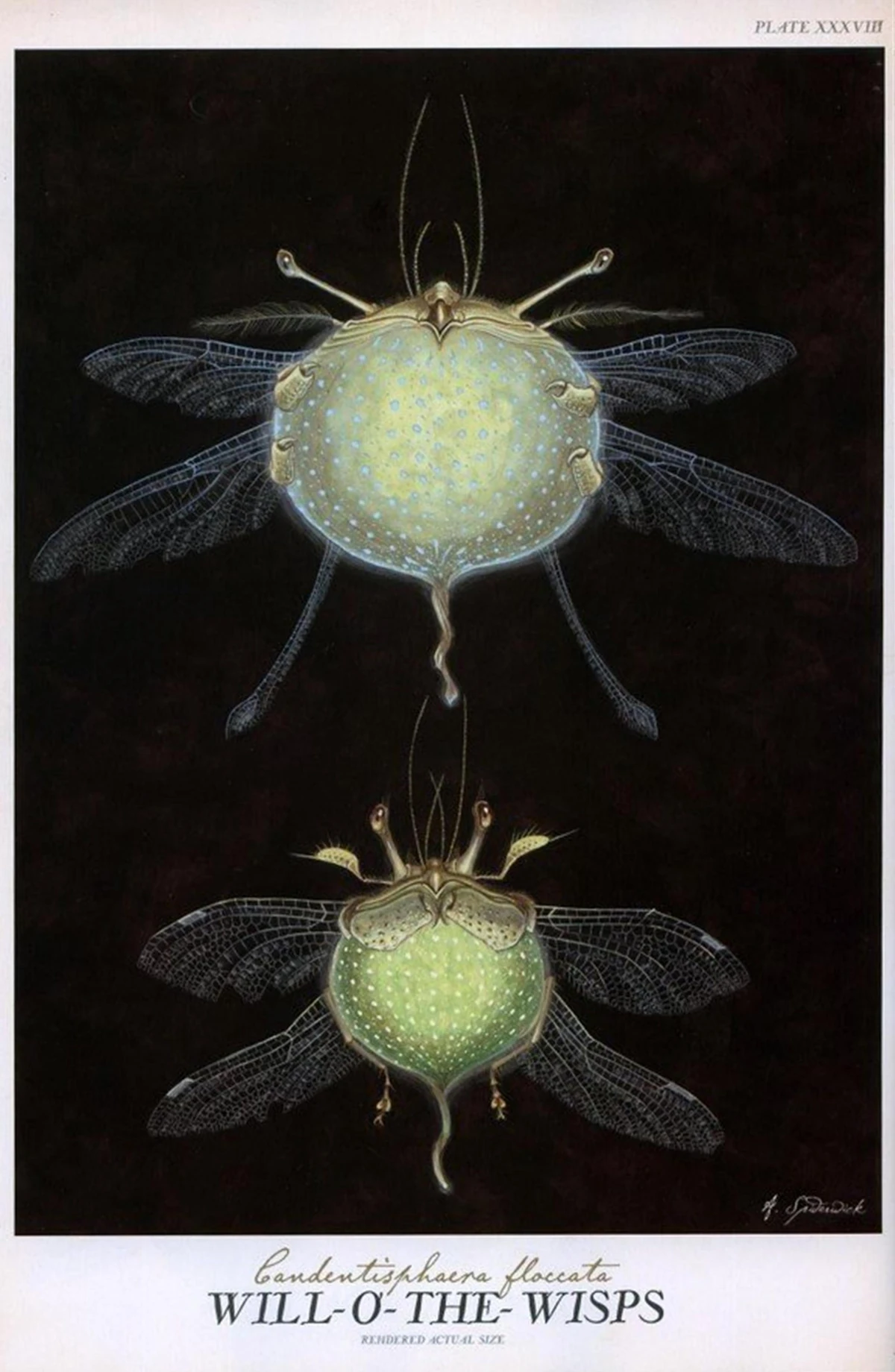 Will-o'-the-Wisp | Spiderwick Chronicles Wiki | Fandom