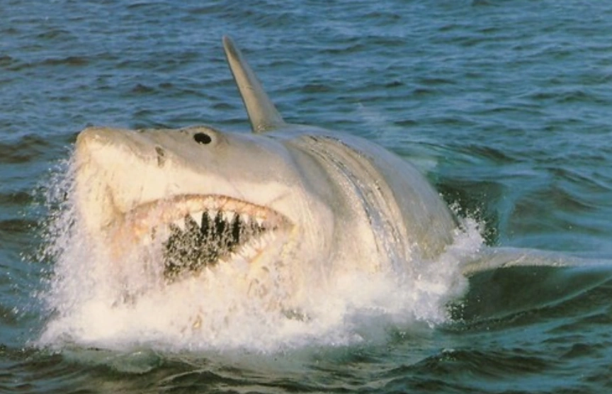 Vengeance (Jaws 4) | Spielberg Wiki | Fandom
