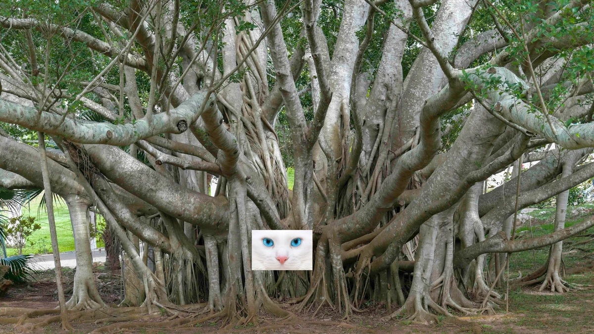 Treecat | SpinnyBoizAJ Wiki | Fandom