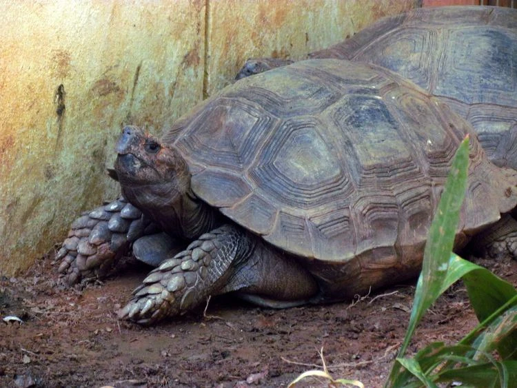 Zhihui | Spirit Animals Fanon Wiki | Fandom