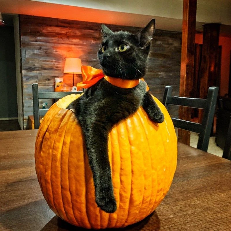 Midack | Spirit Halloween Fanmade Wiki | Fandom