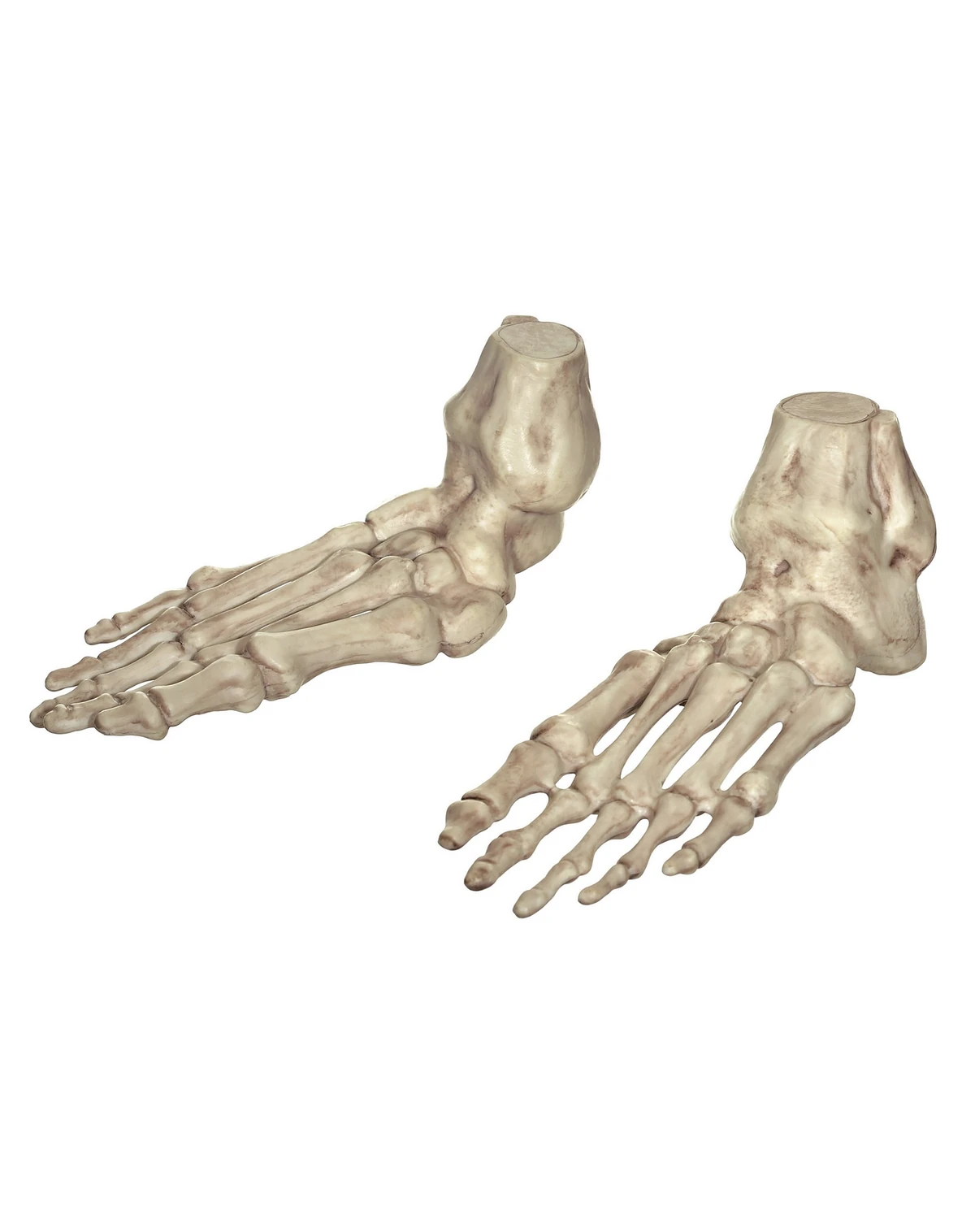 Skeleton Feet | Spirit Halloween Wikia | Fandom