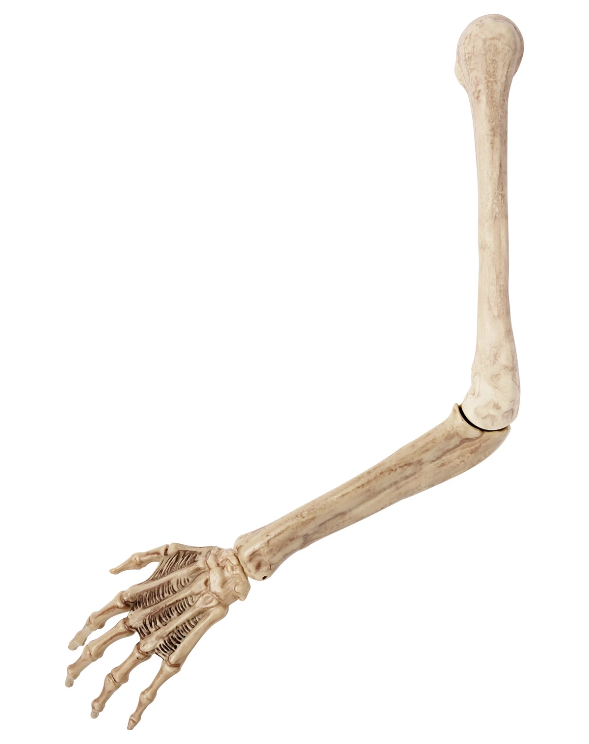 Skelet Arm