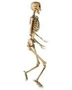 Hanging Decayed Skeleton | Spirit Halloween Wikia | Fandom
