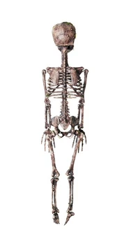 Moss Skeleton | Spirit Halloween Wikia | Fandom