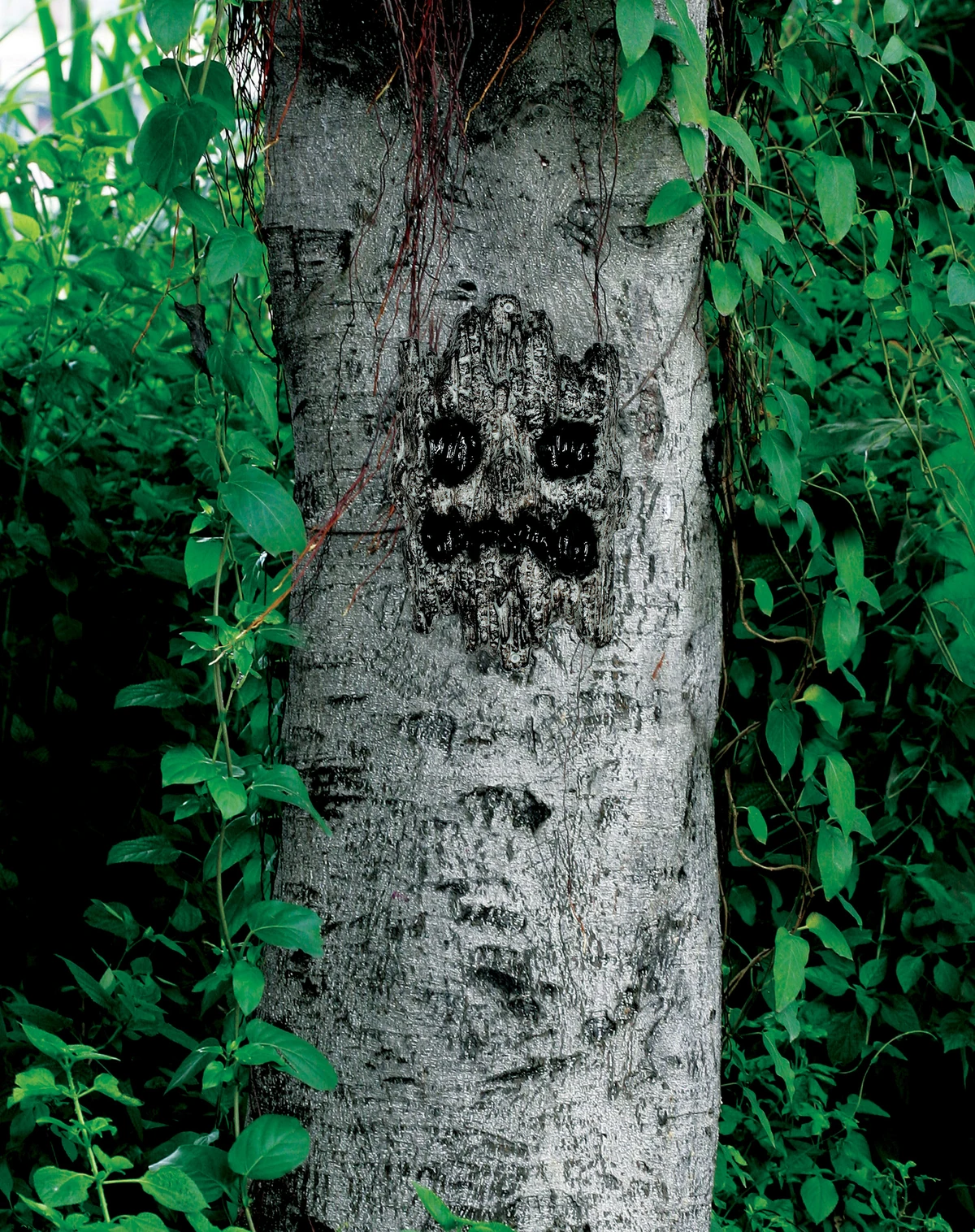 Spooky Tree Face | Spirit Halloween Wikia | Fandom