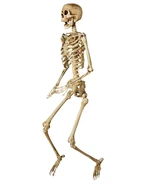 Hanging Decayed Skeleton | Spirit Halloween Wikia | Fandom
