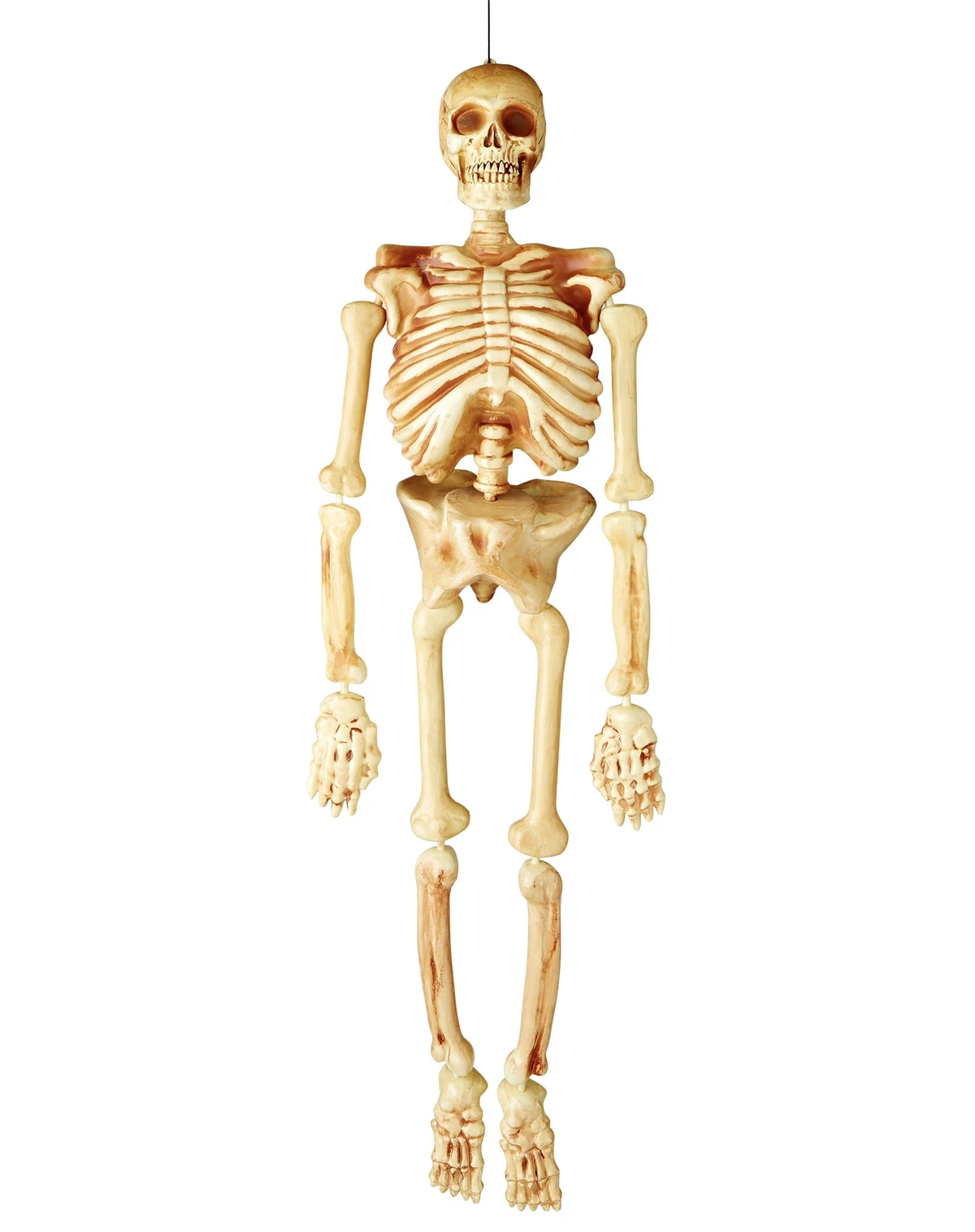 Realistic Skeleton | Spirit Halloween Wikia | Fandom