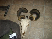 Animated Ram's Head Devil | Spirit Halloween Wikia | Fandom