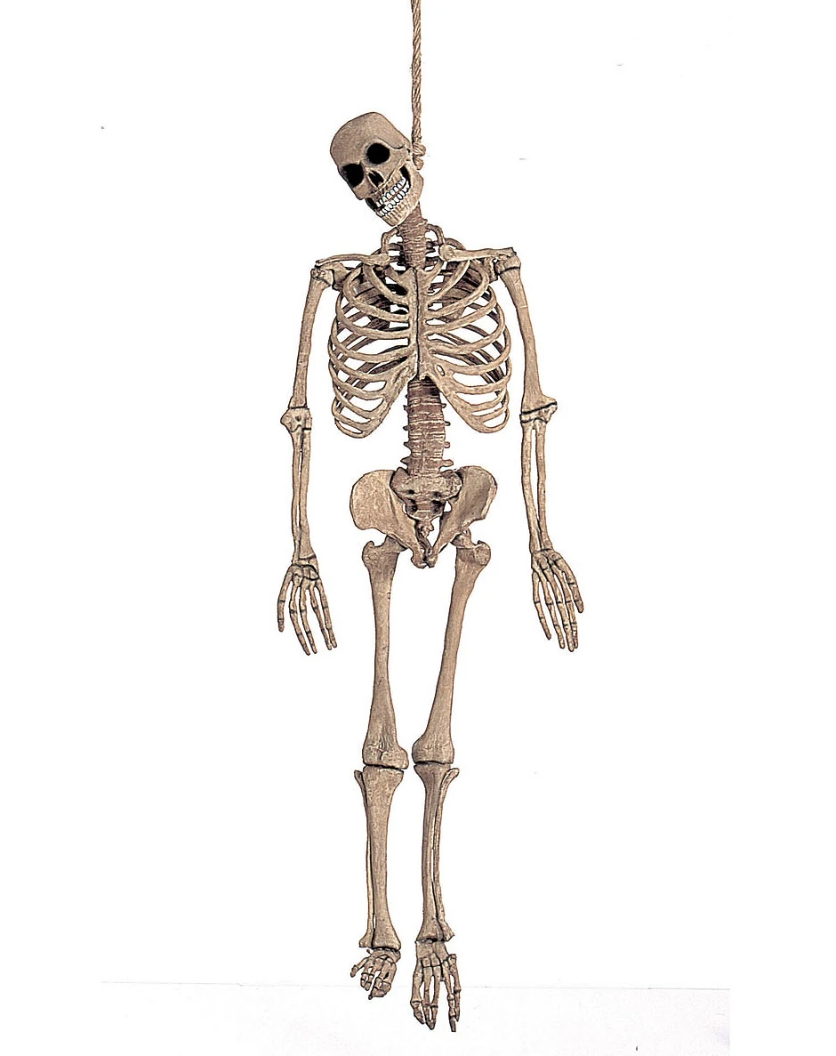 5ft Latex Skeleton | Spirit Halloween Wikia | Fandom