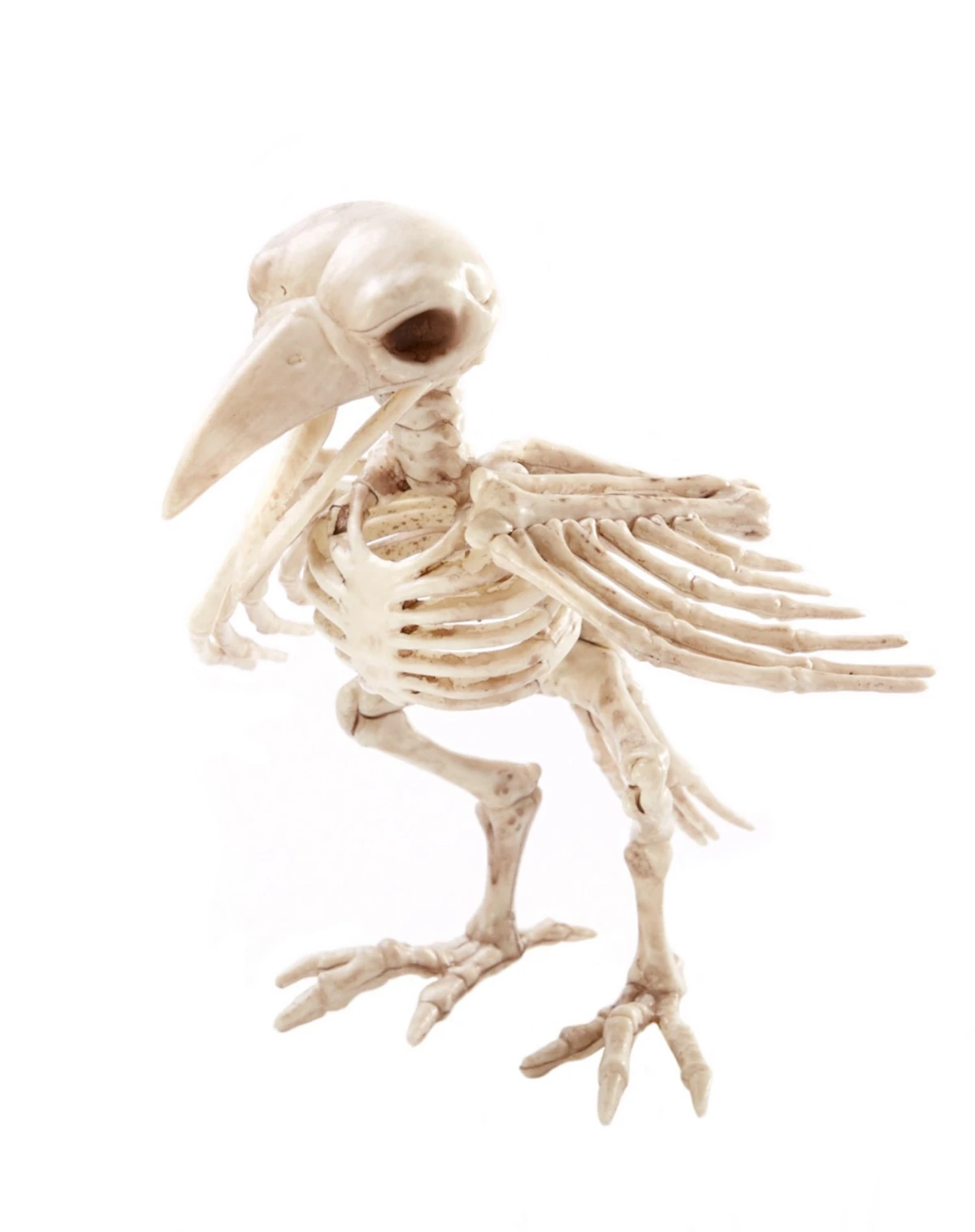 Skeleton Crow | Spirit Halloween Wikia | Fandom