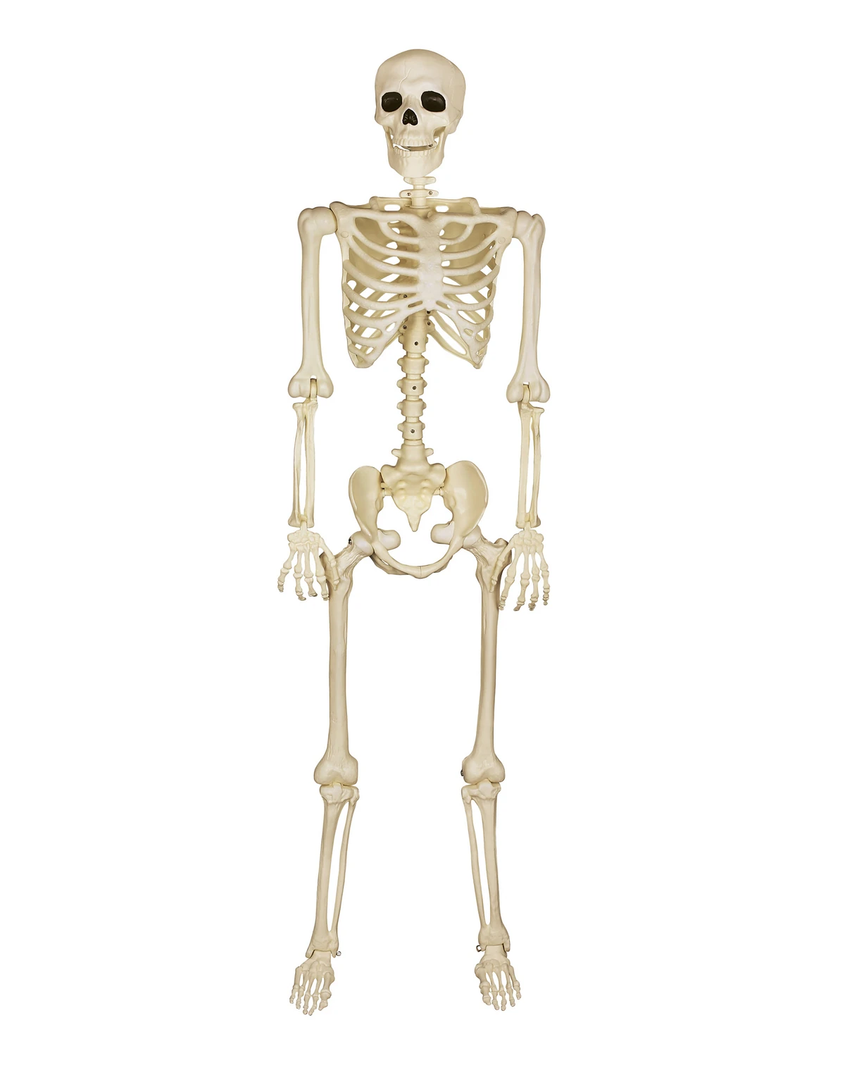 Blacklight Skeleton | Spirit Halloween Wikia | Fandom