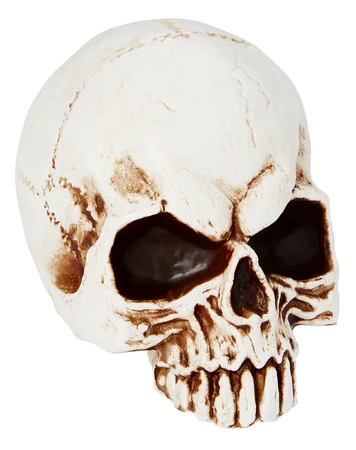 Human Skull Jawless
