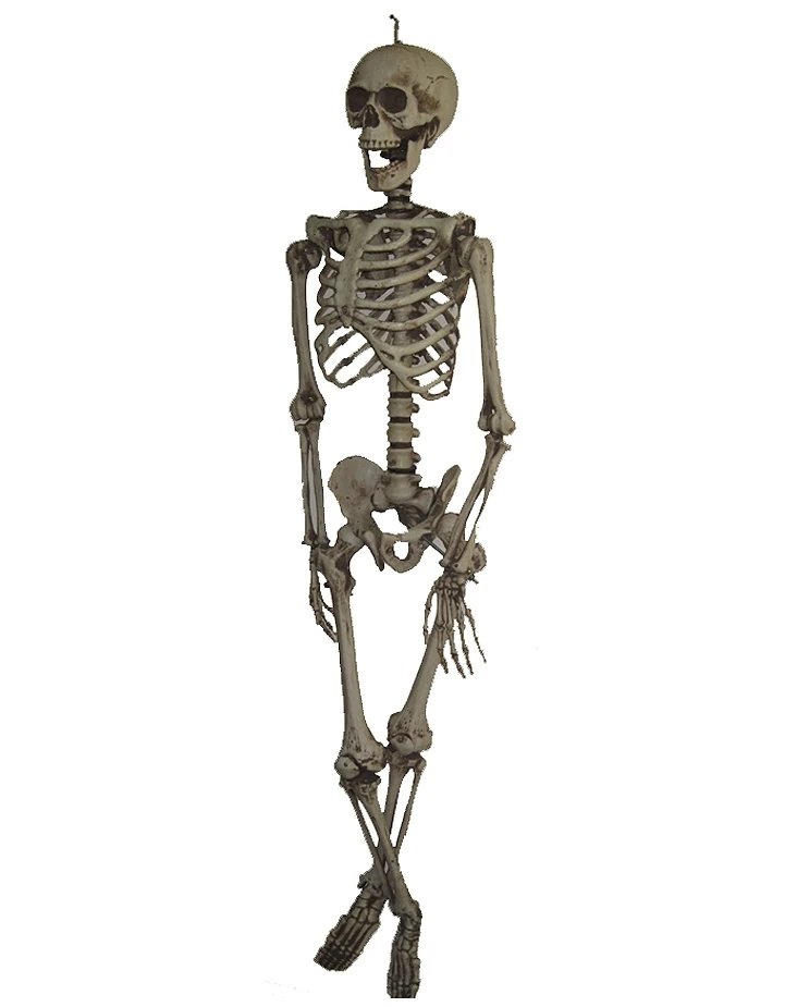 5 foot Posable Skeleton | Spirit Halloween Wikia | Fandom