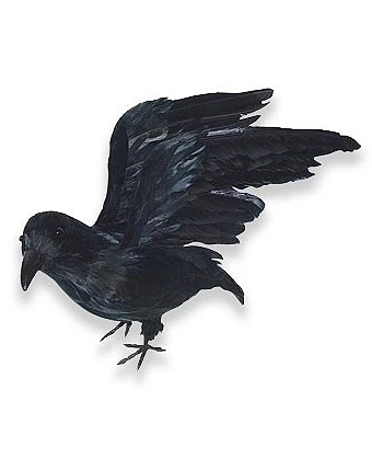 Black Crow Decoration with Wings Out | Spirit Halloween Wikia | Fandom