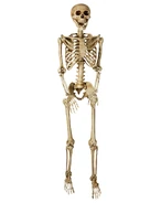 Hanging Decayed Skeleton | Spirit Halloween Wikia | Fandom