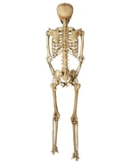 Hanging Decayed Skeleton | Spirit Halloween Wikia | Fandom