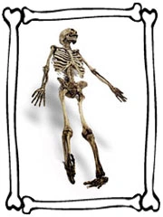 Mr. Bones | Spirit Halloween Wikia | Fandom
