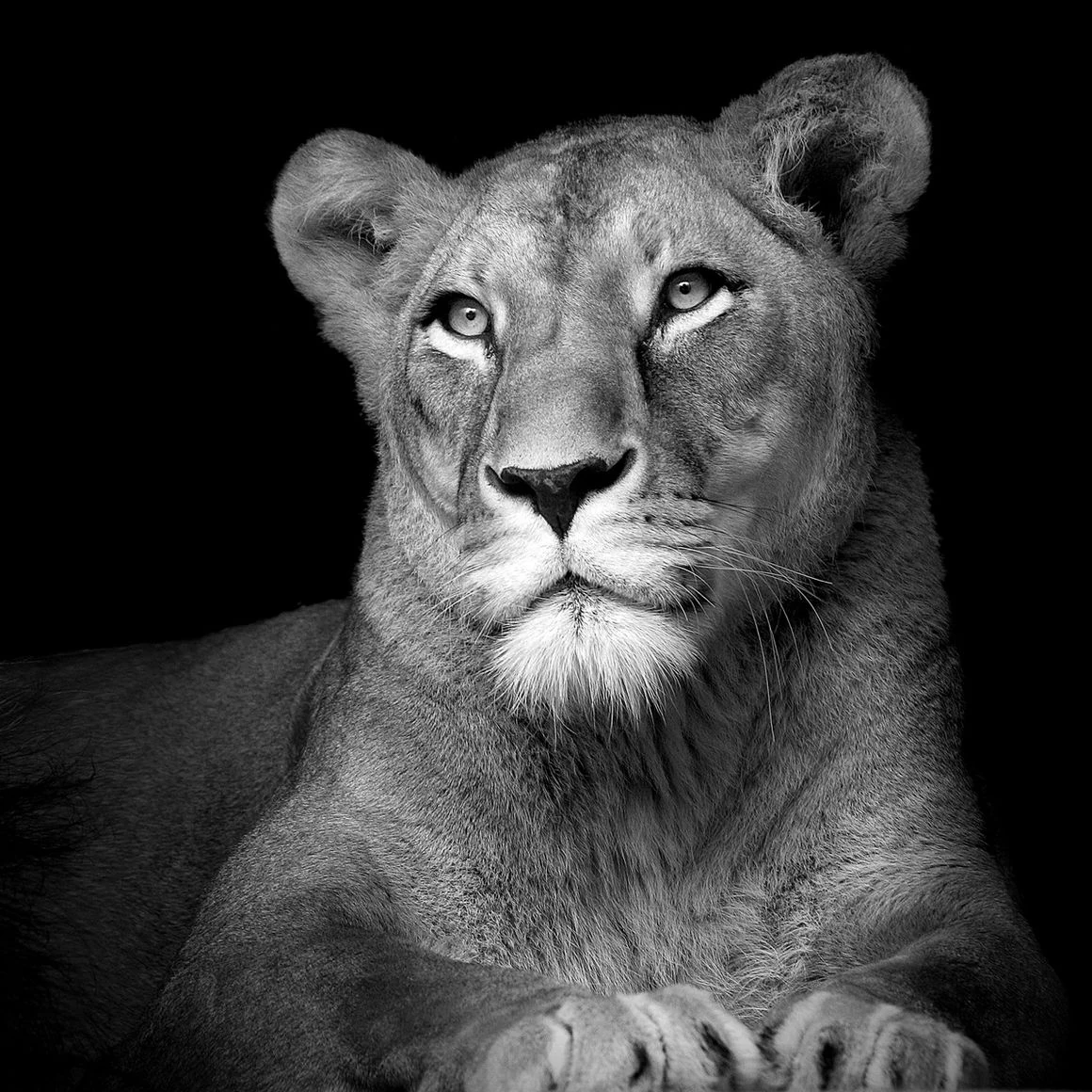 Vanya | Spirit Lion Wiki | Fandom