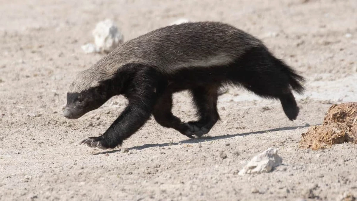 Livora | Spirit Animals Wiki | Fandom