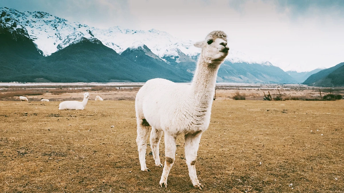 Shumbi | Spirit Animals Wiki | Fandom