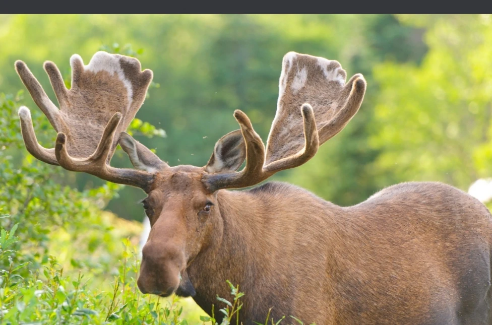 Tellun | Spirit Animals Wiki | Fandom