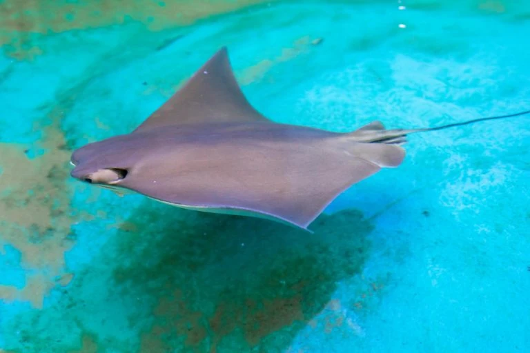 The Kingray | Spirit Animals Wiki | Fandom