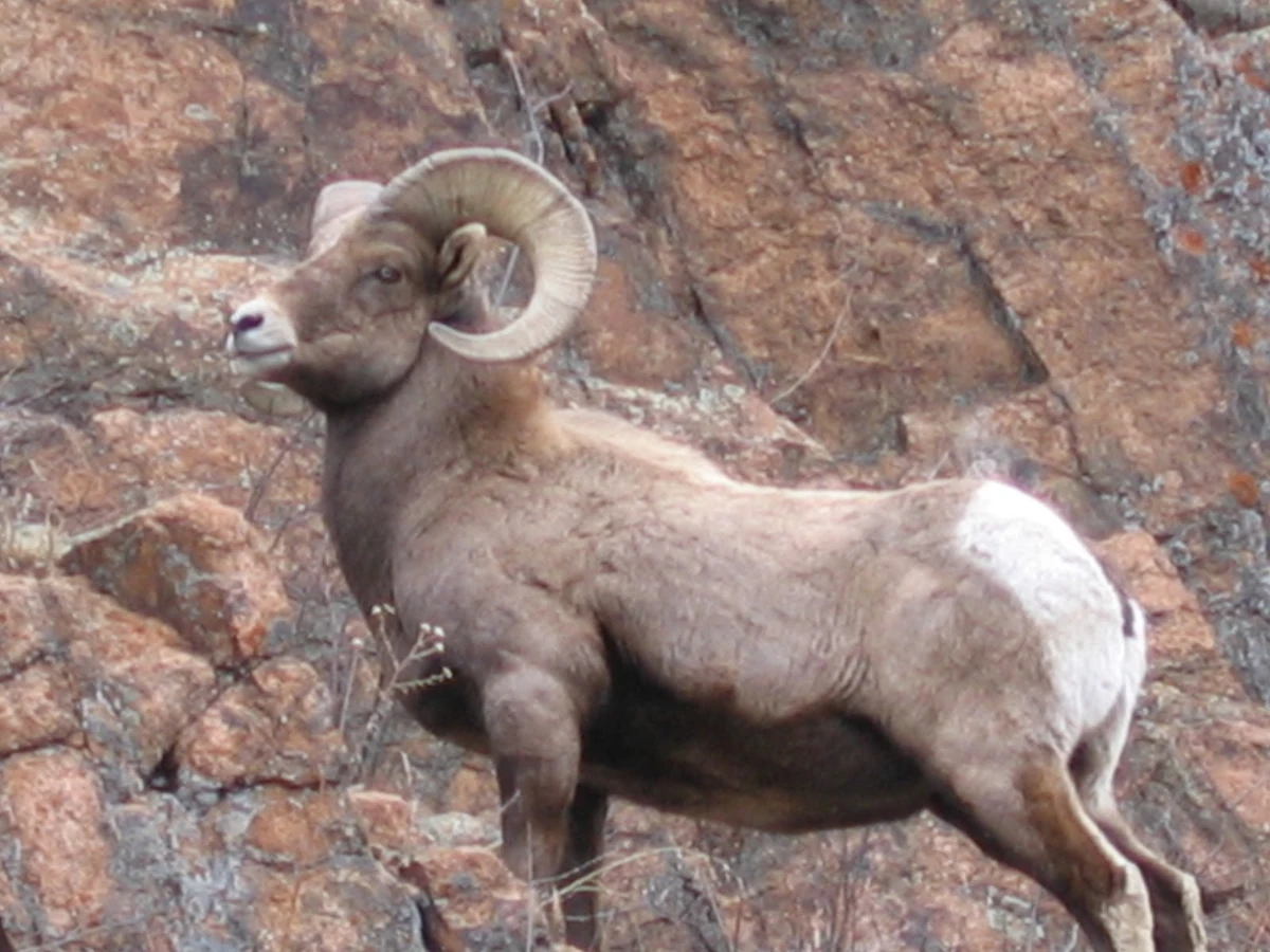 Arax | Spirit Animals Wiki | Fandom