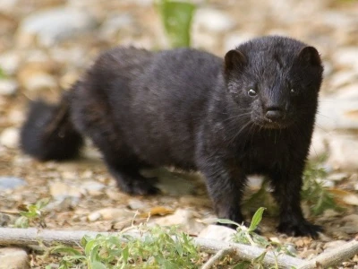 Tero | Spirit Animals Wiki | Fandom