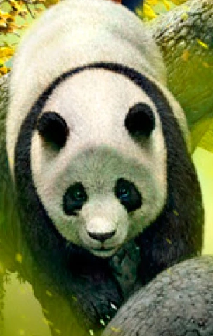 Jhi | Spirit Animals Wiki | Fandom